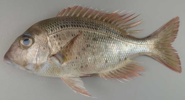 Gymnocranius grandoculis | Japanese Anglers Secrets